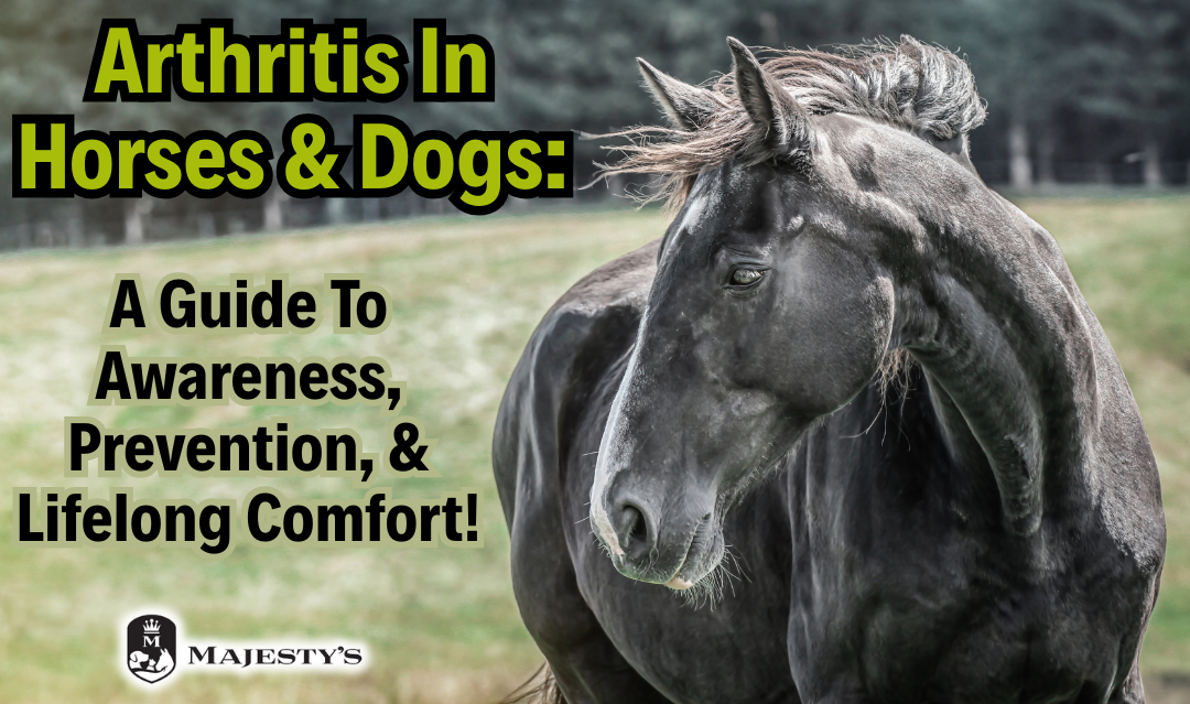 Arthritis in Horses and Dogs: A Guide to Awareness, Prevention, and Li ...
