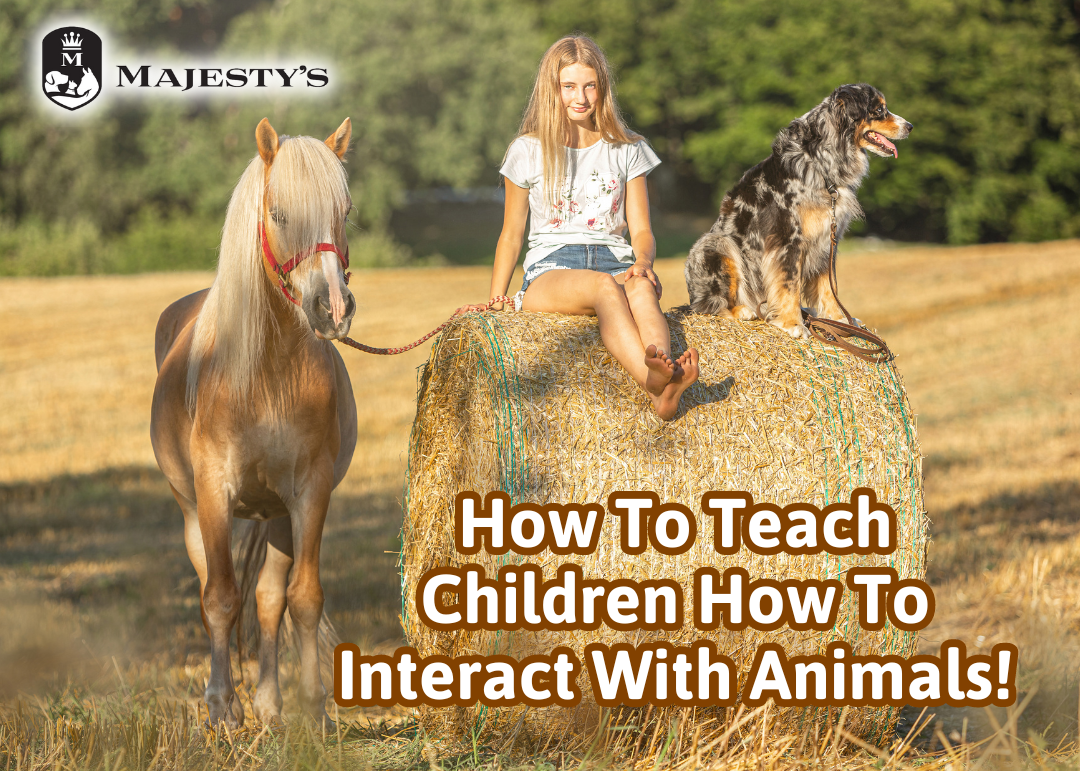 How To Teach Children How To Interact With Animals - Majesty's Animal ...